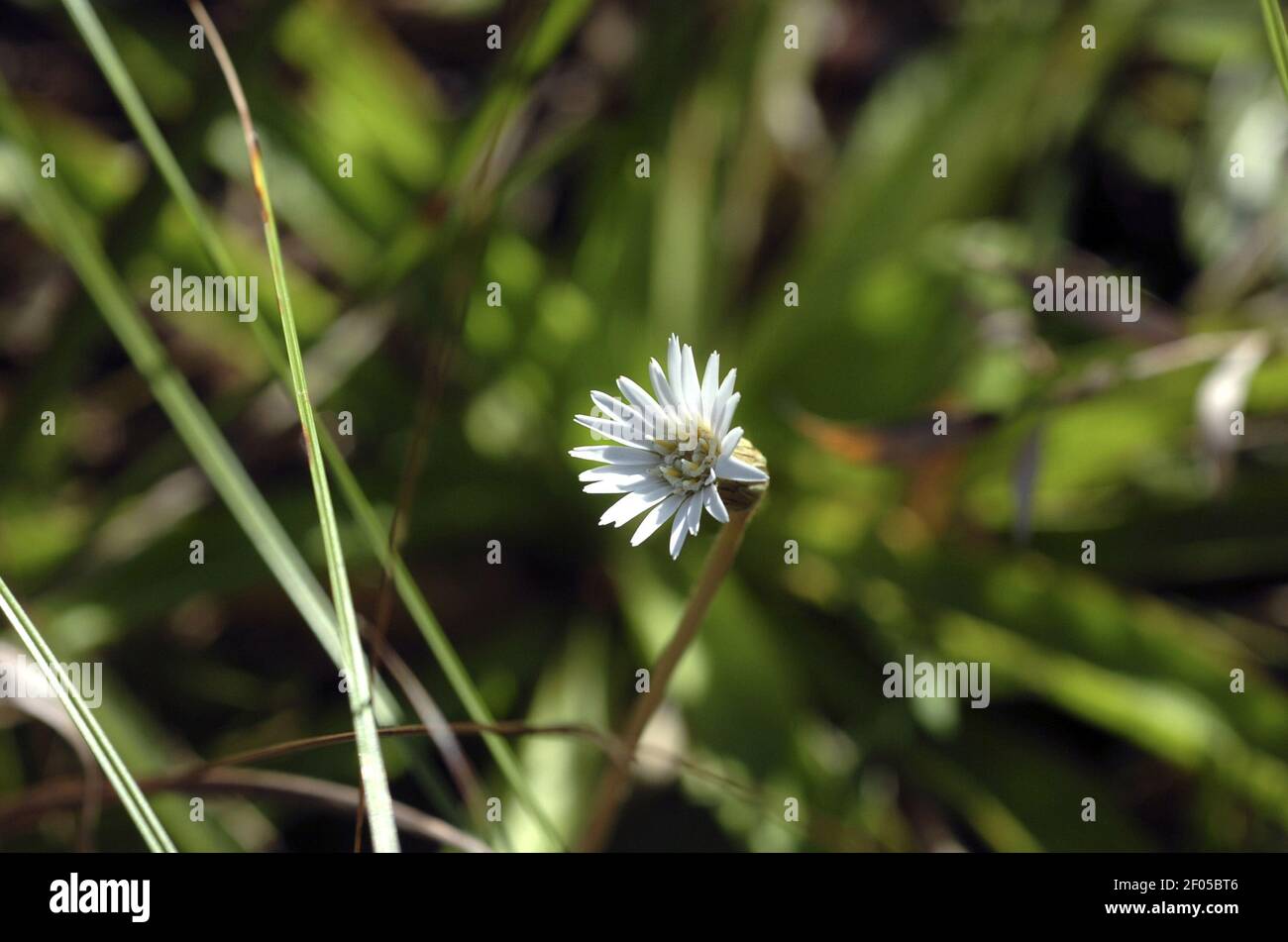 Pineland Daisy is featured in the Big Cypress National Preserve in ...