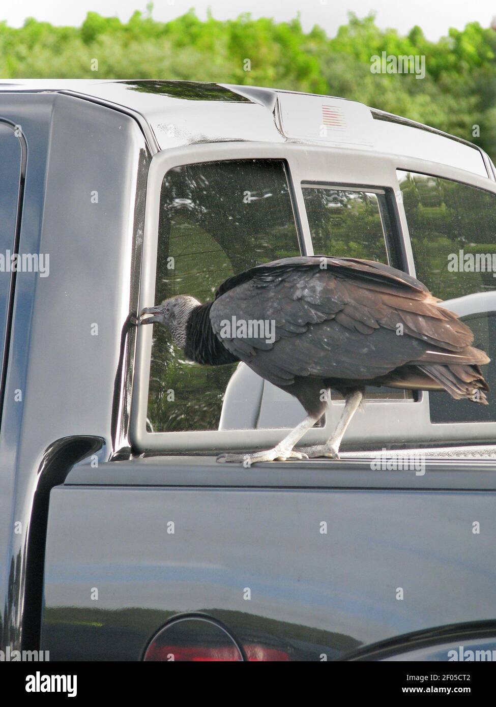 A black vulture nibbles at the vinyl on a truck's window seal in ...