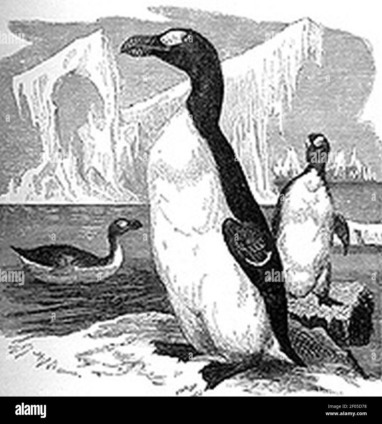 Pinguinus Black and White Stock Photos & Images - Alamy