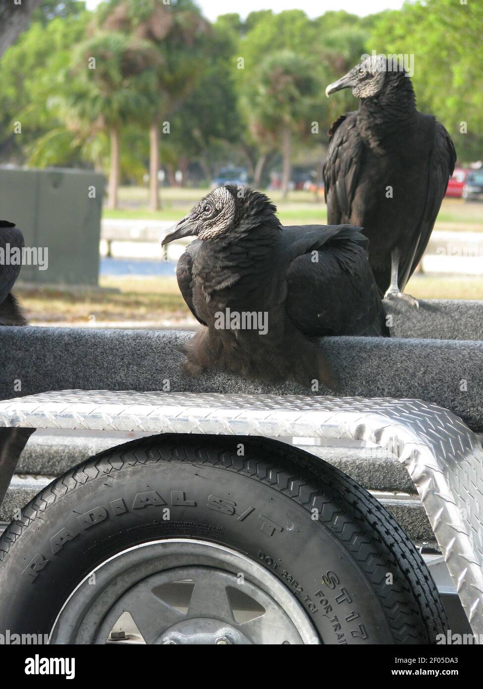 Two black vultures sit on a vehicle in Everglades National Park ...