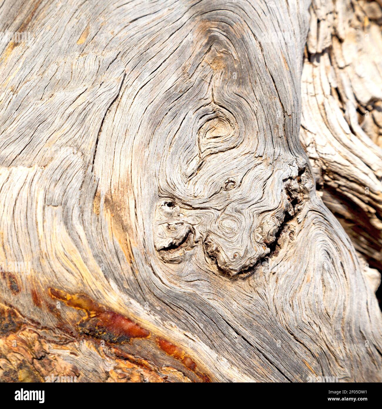 Black pine barck texture detail hi-res stock photography and images - Alamy