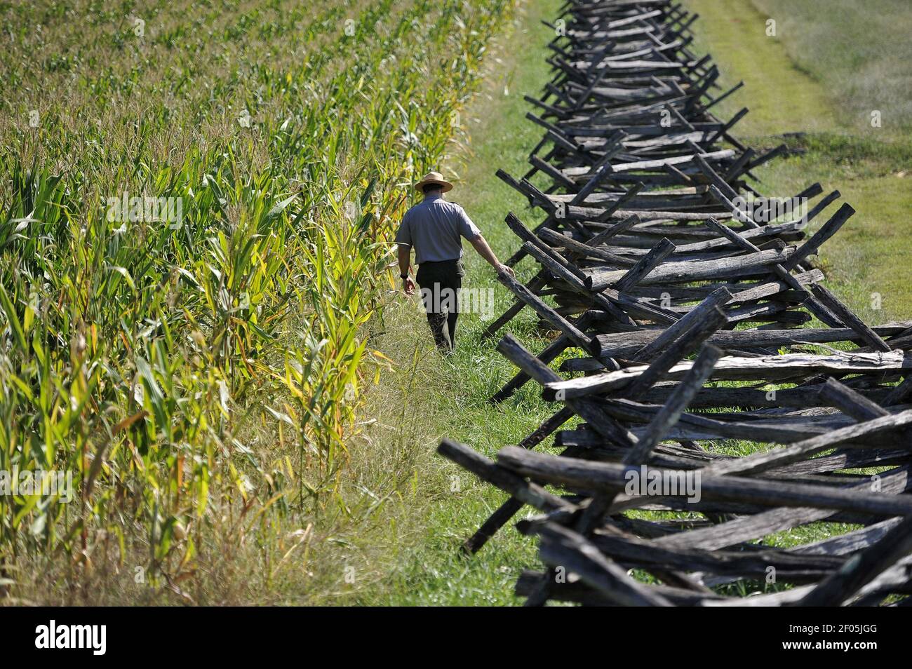 Battle Of Antietam Cornfield