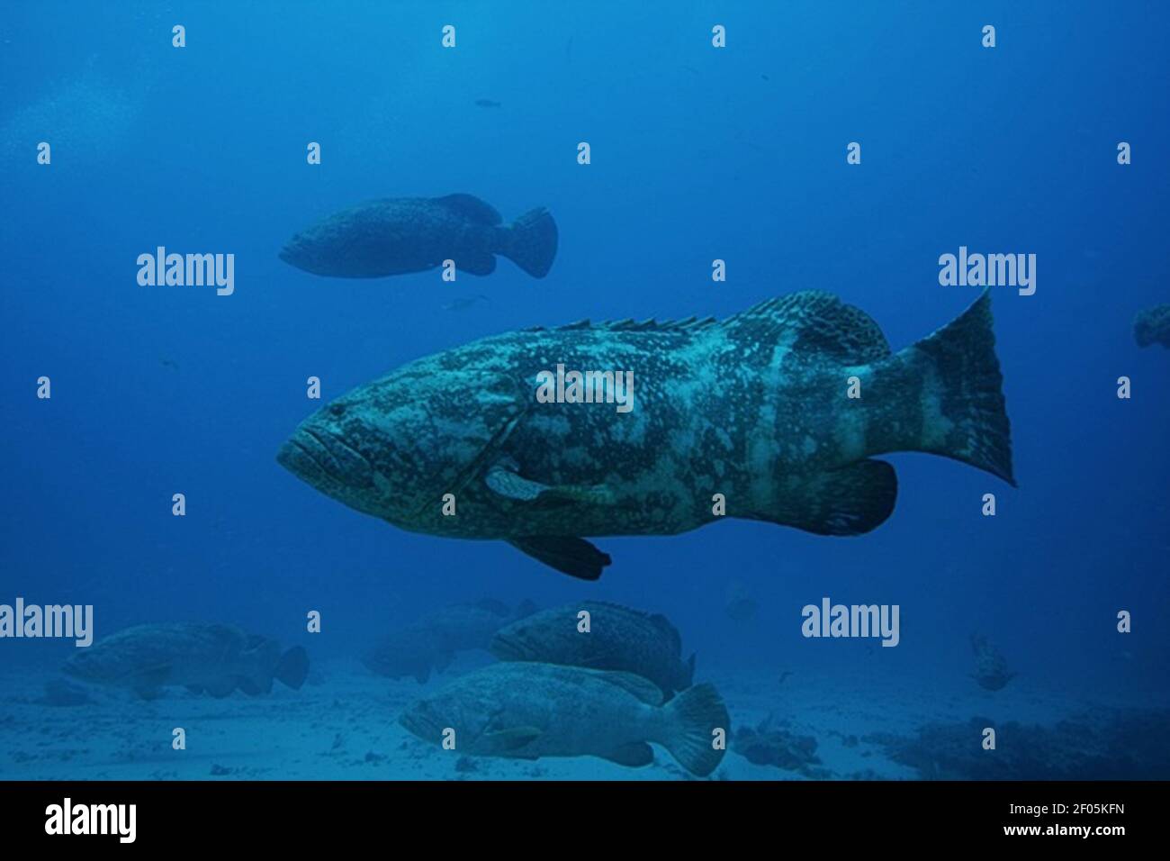 Goliath grouper hover around an artificial reef off Jupiter, Florida ...