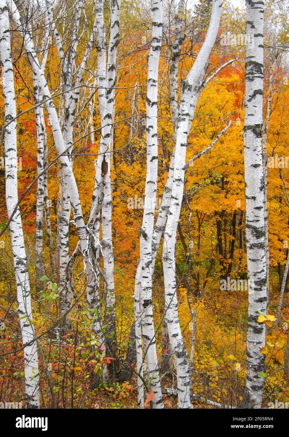 Makers of birch tree water claim that the drink can decrease cellulite ...