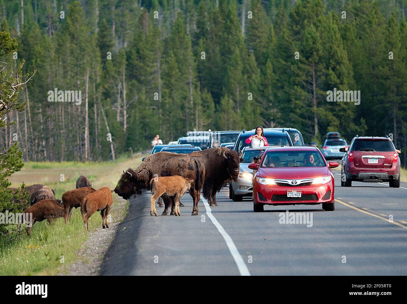Bison males make sure the younger calves cross the highway safely in ...