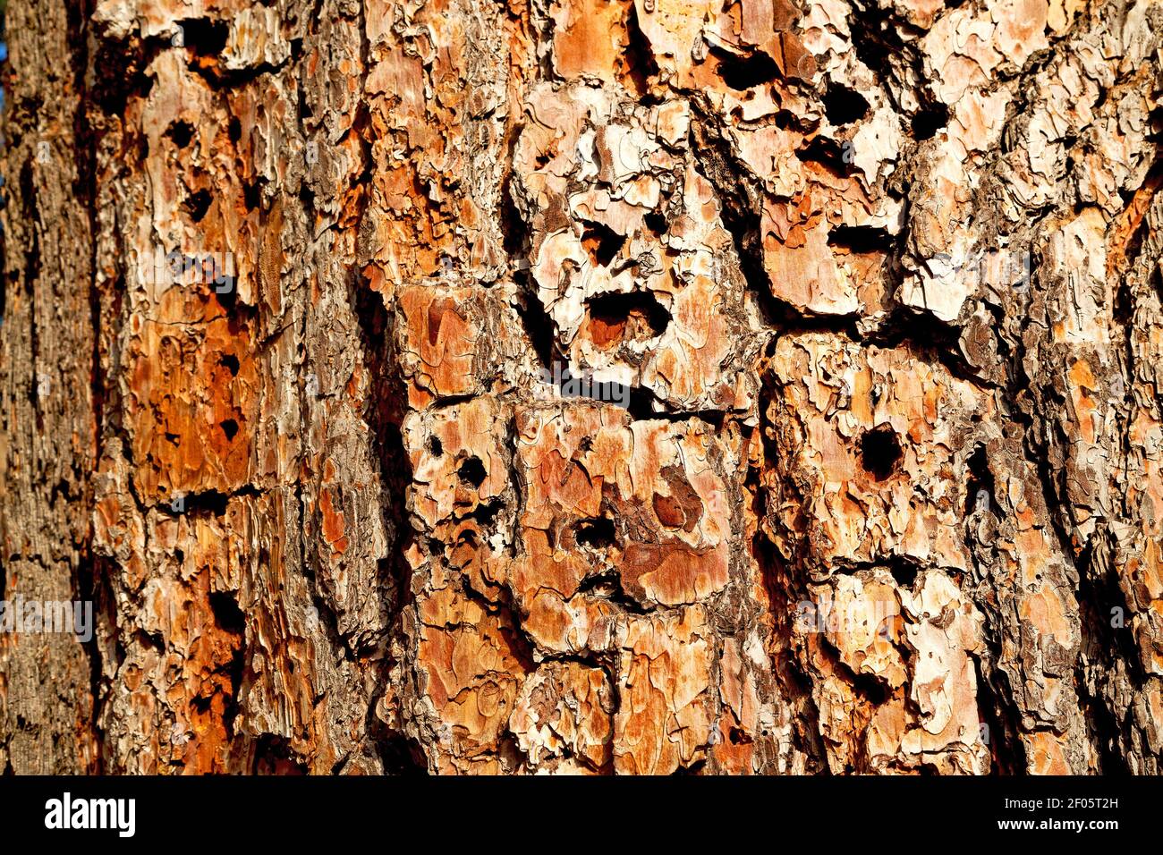 Black Pine Barck Texture Detail High Resolution Stock Photography and ...