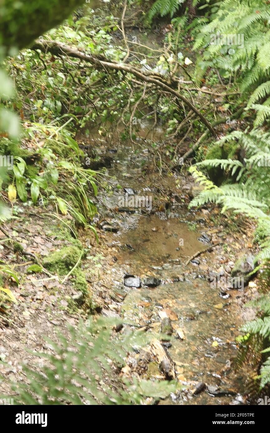 Tangle of undergrowth along a path covered with a tree canopy through ...