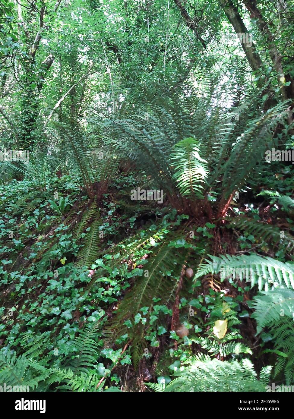 Tangle of undergrowth along a path covered with a tree canopy through ...