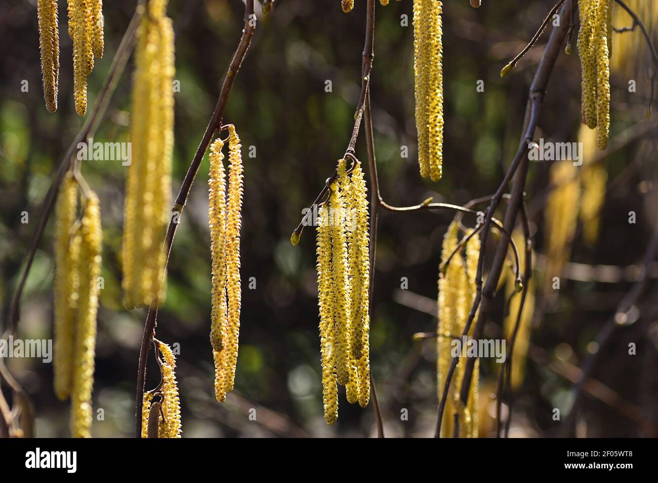 Common hazel blooming hi-res stock photography and images - Alamy