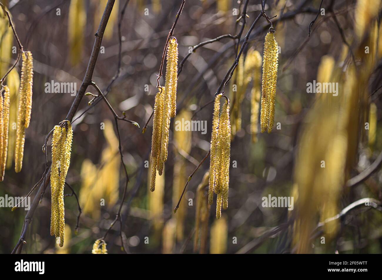 Hazel tree plant spring hi-res stock photography and images - Alamy