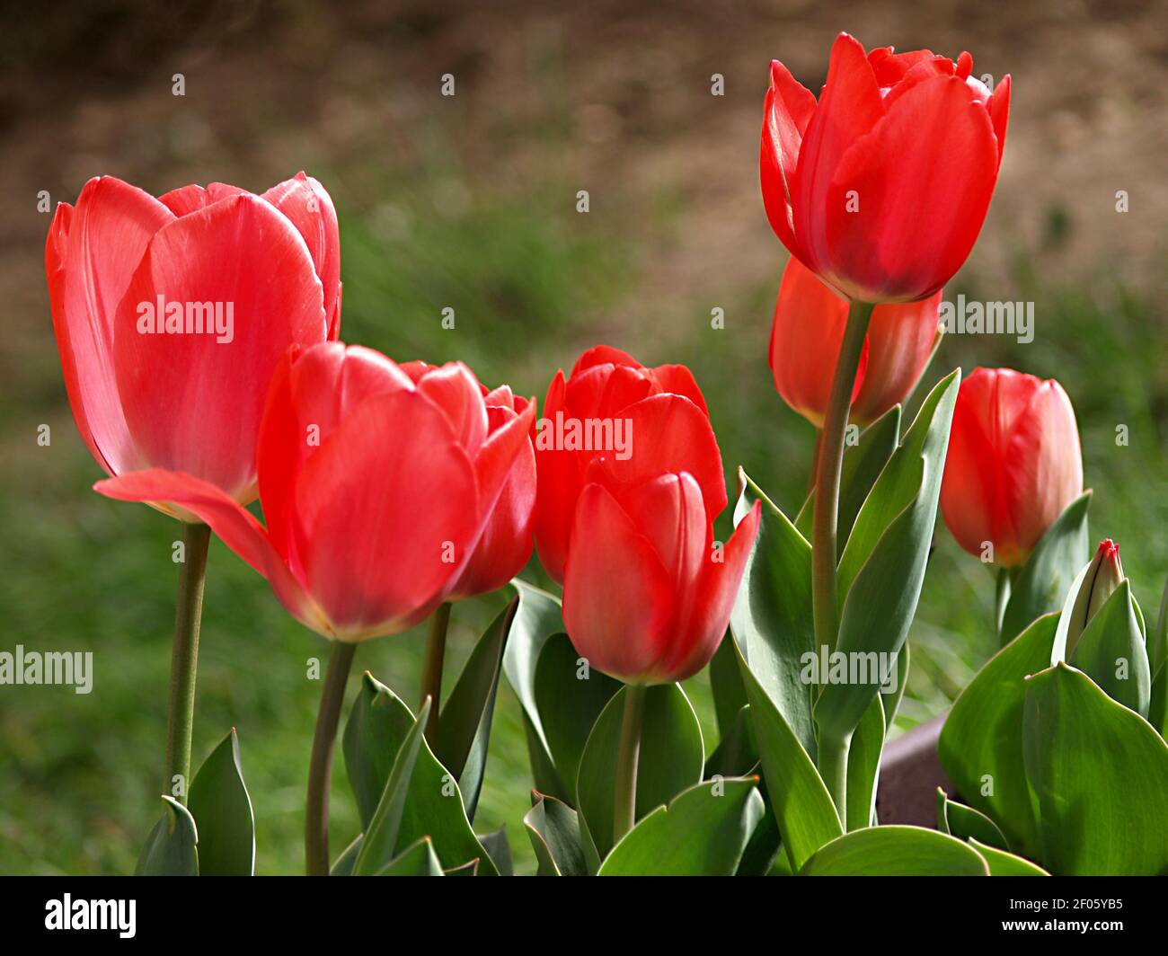 red tulips in a planter at garden Stock Photo - Alamy