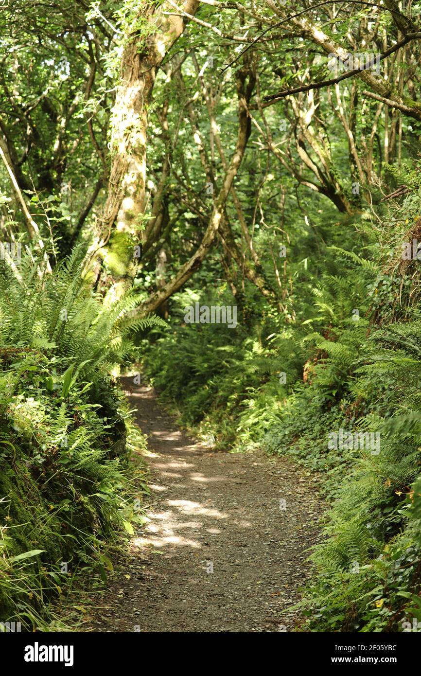 Tangle of undergrowth along a path covered with a tree canopy through ...