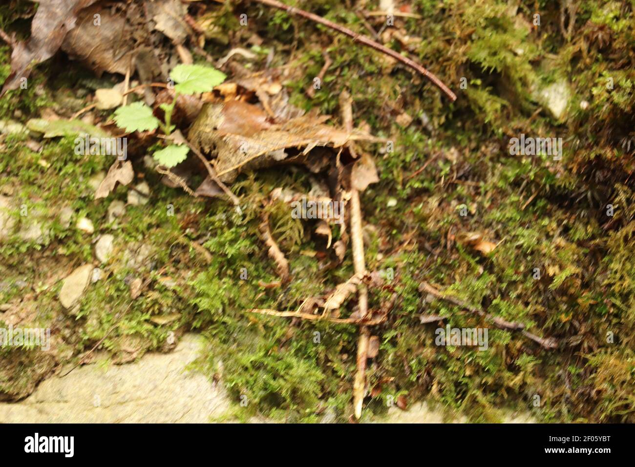 Tangle of undergrowth along a path covered with a tree canopy through ...