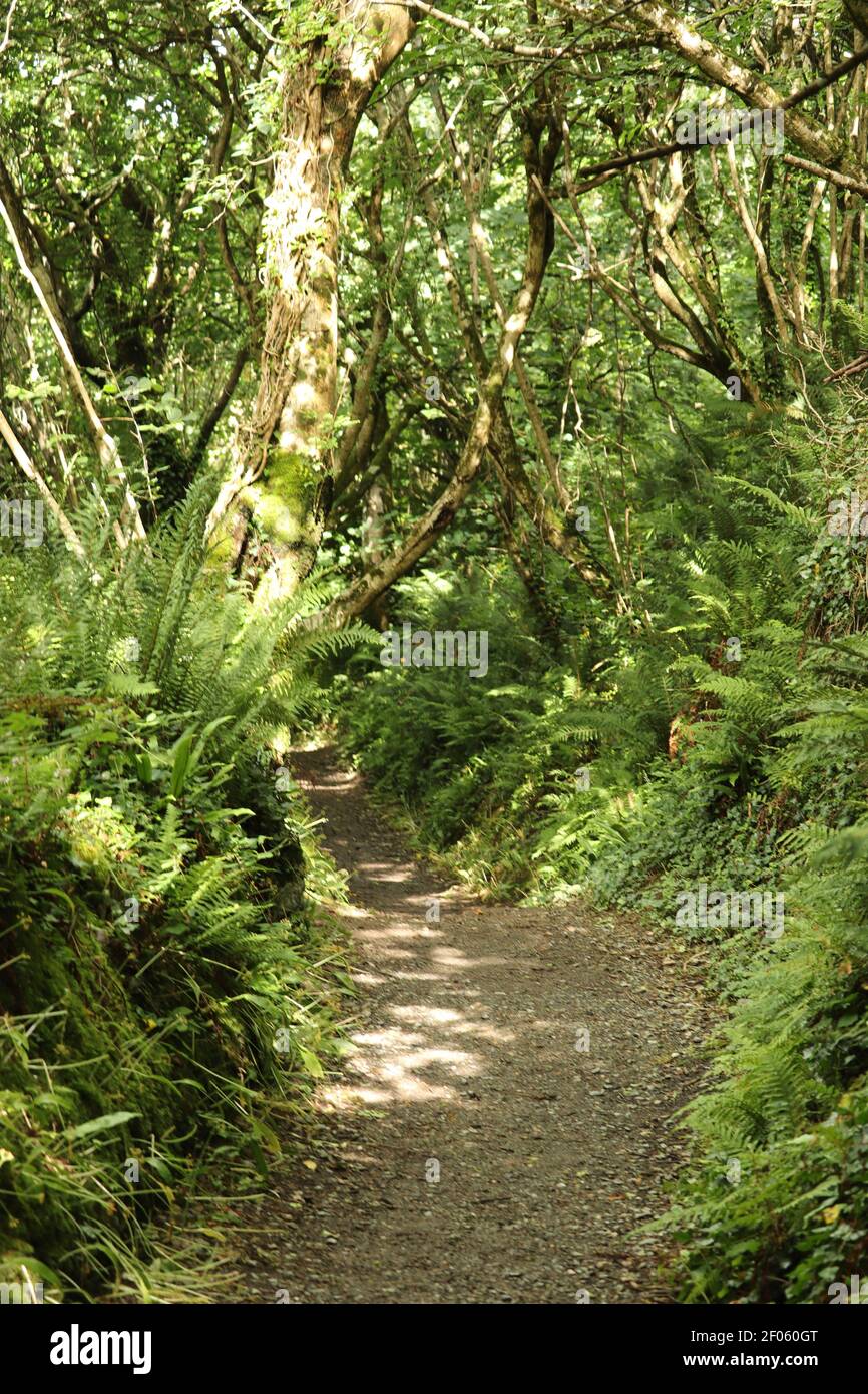 Tangle of undergrowth along a path covered with a tree canopy through ...