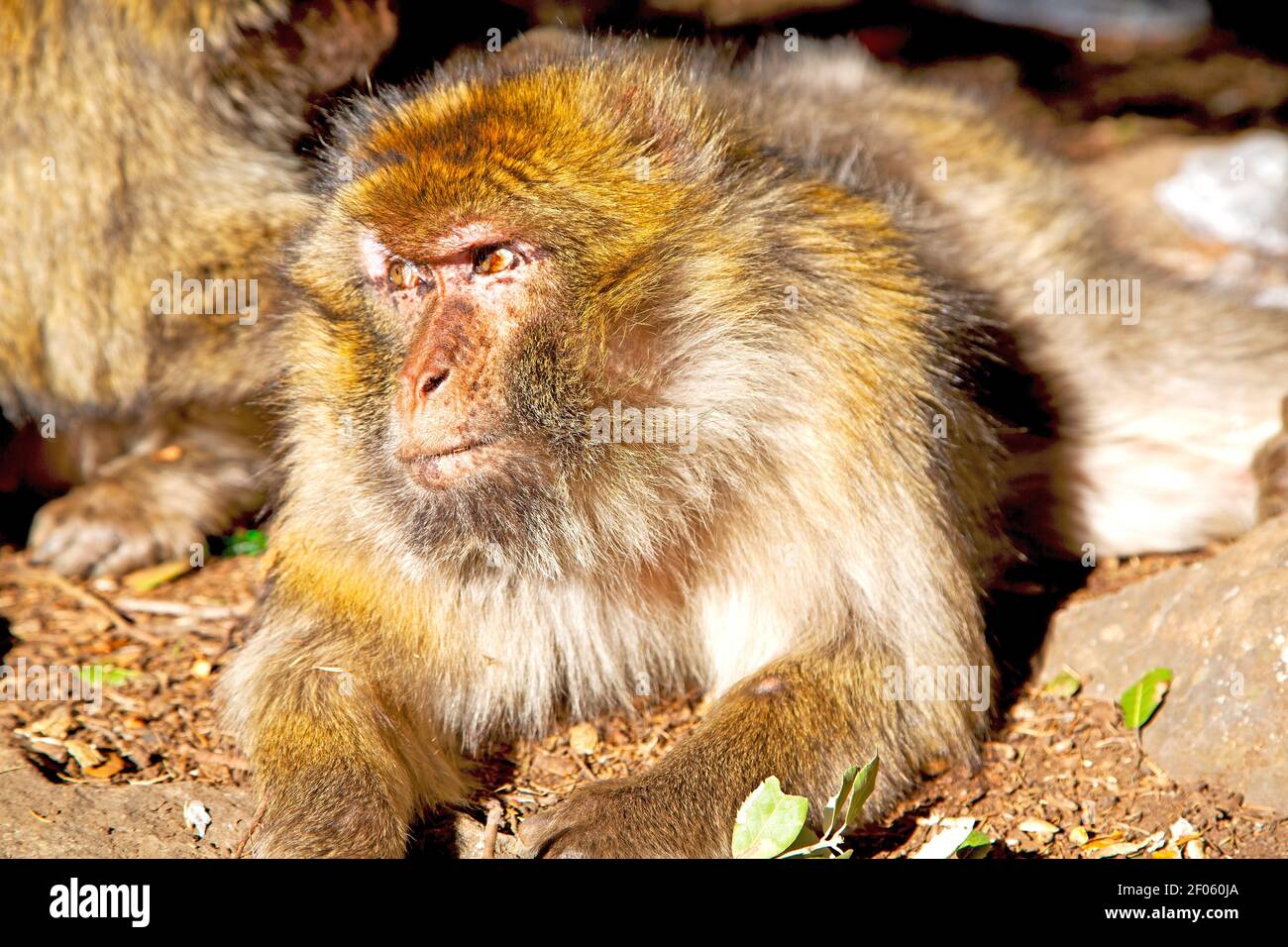 Bush africa morocco and natural background Stock Photo - Alamy