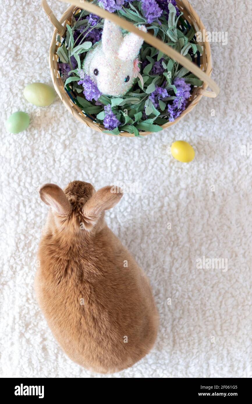 Rufus Rabbit next to Easter Basket filled with purple lilac flowers and ...
