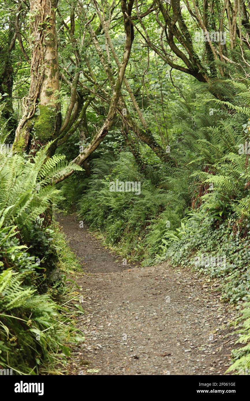 Tangle of undergrowth along a path covered with a tree canopy through ...