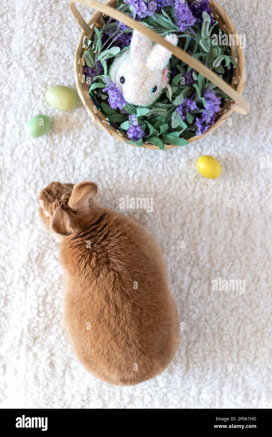 Rufus Rabbit next to Easter Basket filled with purple lilac flowers and ...