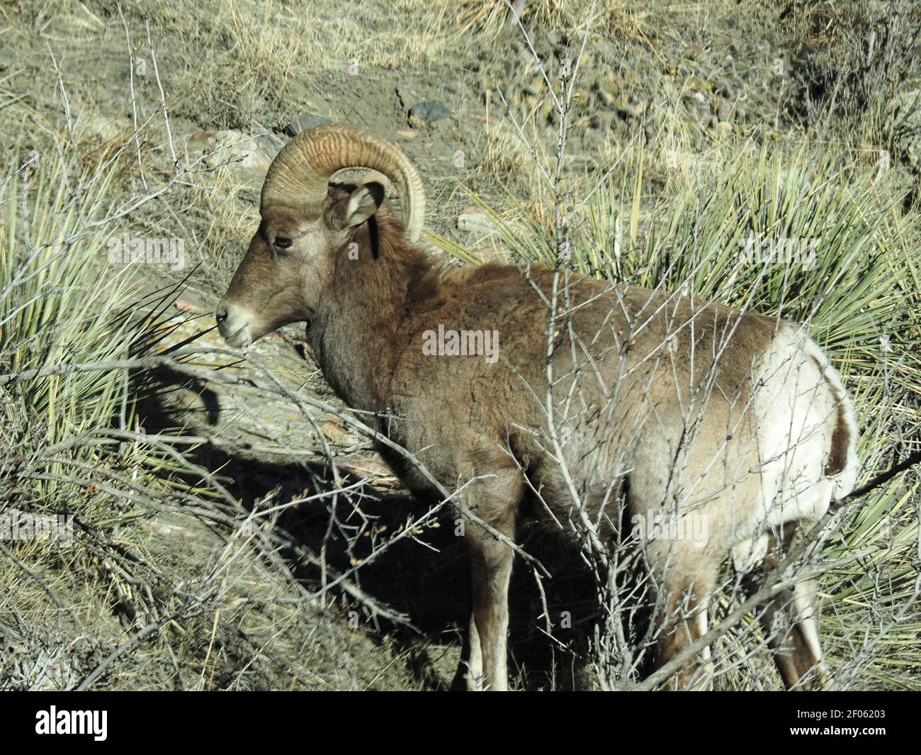 Cute goat logo hi-res stock photography and images - Alamy