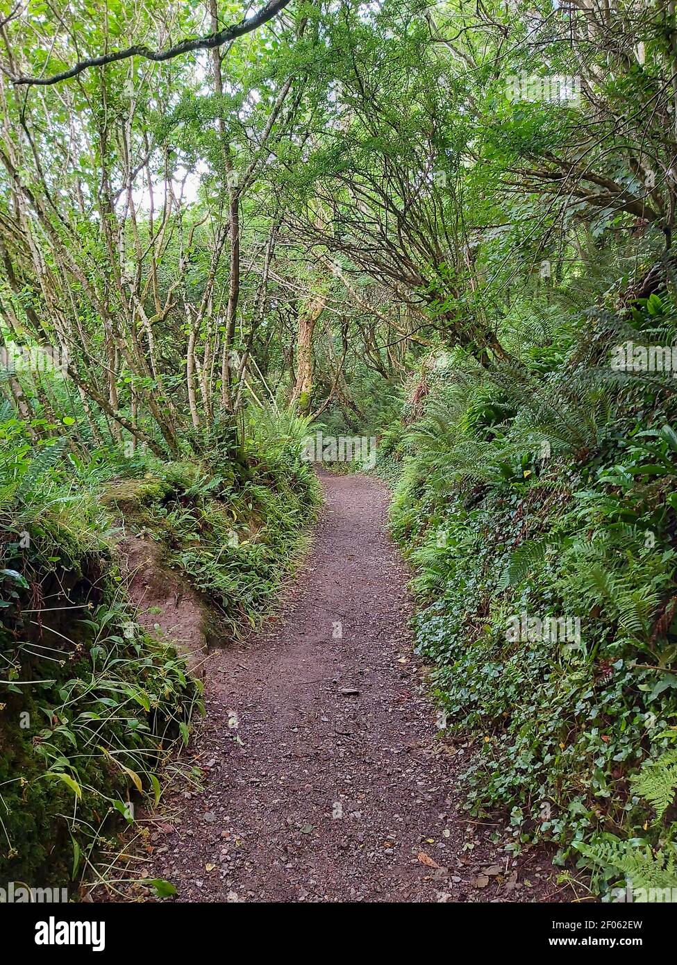 Tangle of undergrowth along a path covered with a tree canopy through ...