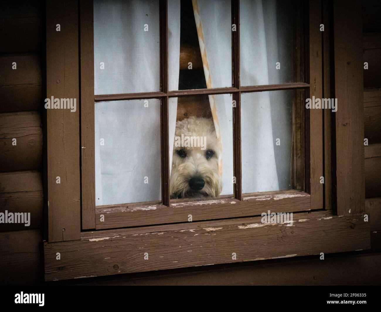 Dog in the Window Stock Photo - Alamy