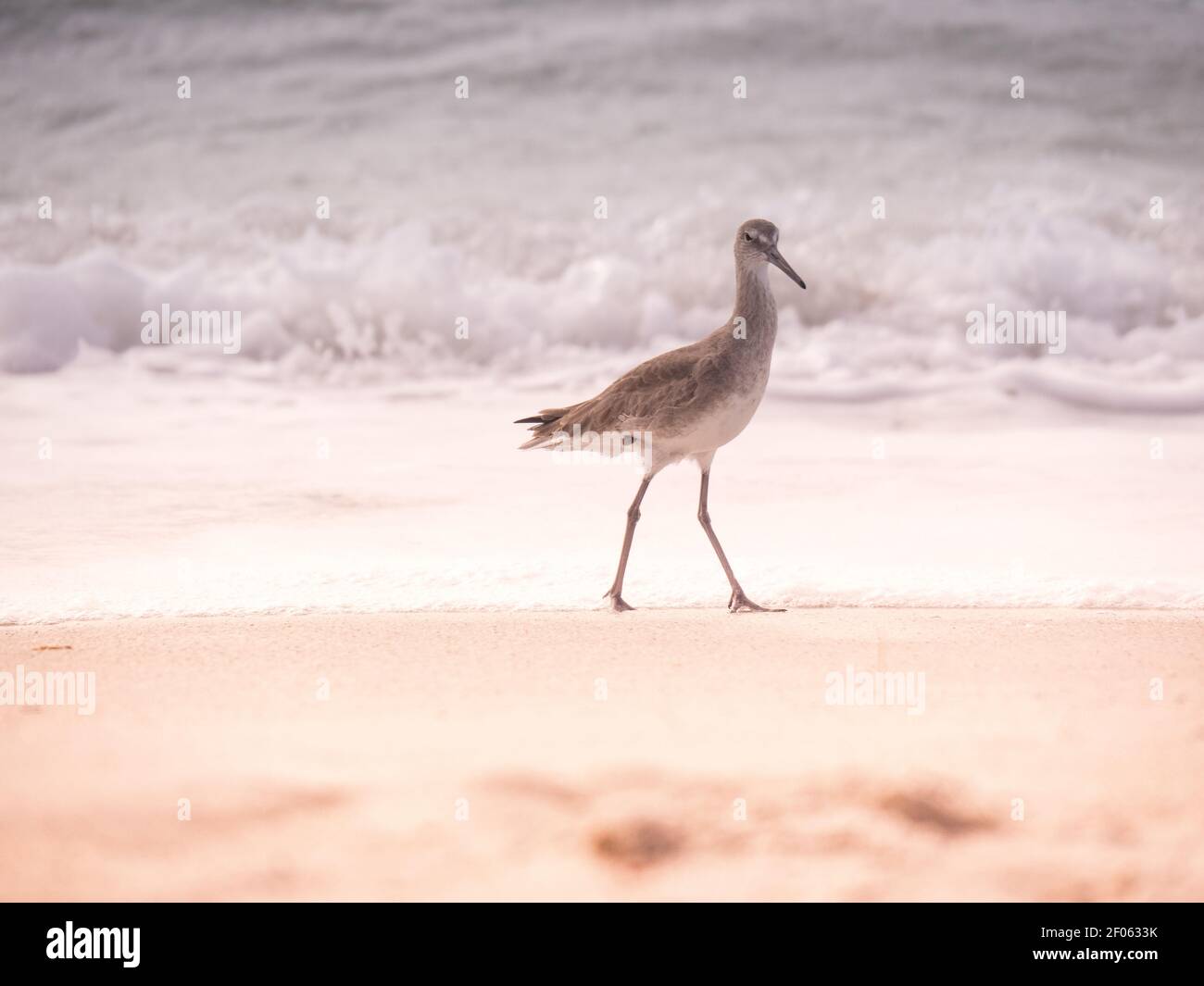 Single willet hi-res stock photography and images - Alamy
