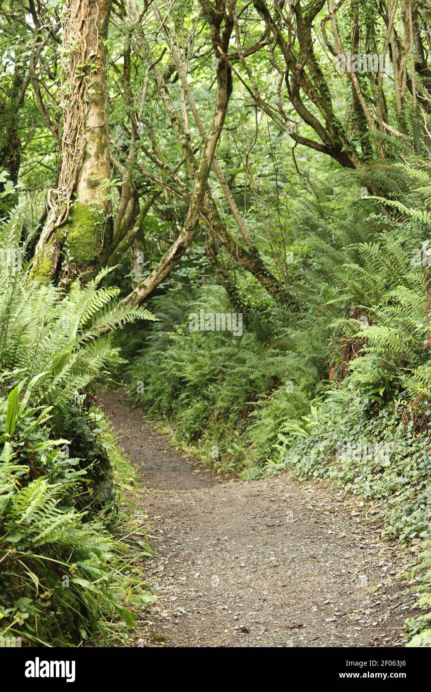 Tangle of undergrowth along a path covered with a tree canopy through ...