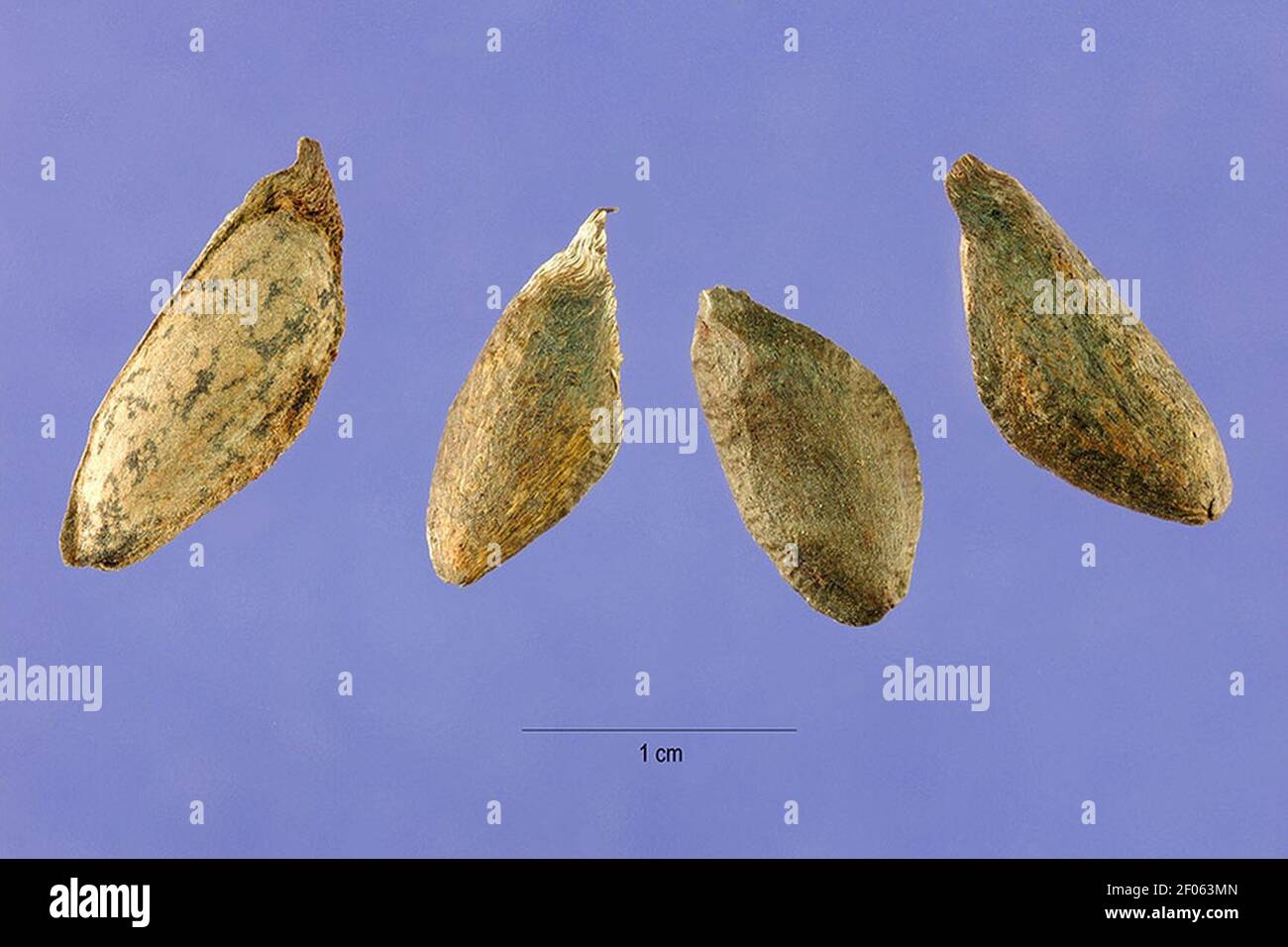 Pinus canariensis seeds Stock Photo - Alamy