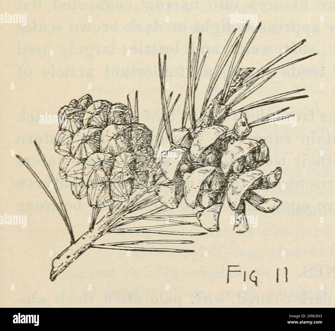 Pinus edulis fig 11 manual of the trees of north america 1905 Stock ...
