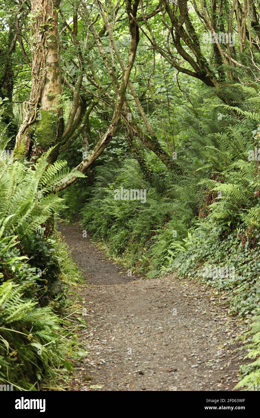 Dark tree covered canopy hi-res stock photography and images - Alamy