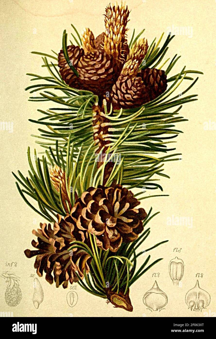 Pinus montana Atlas Alpenflora Stock Photo - Alamy
