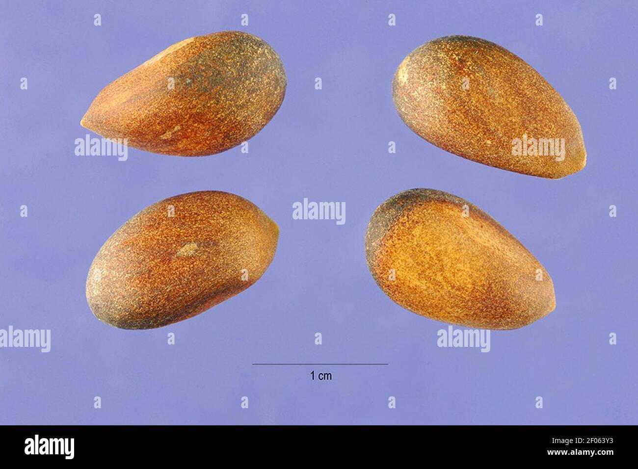 Pinus monophylla seeds Stock Photo - Alamy