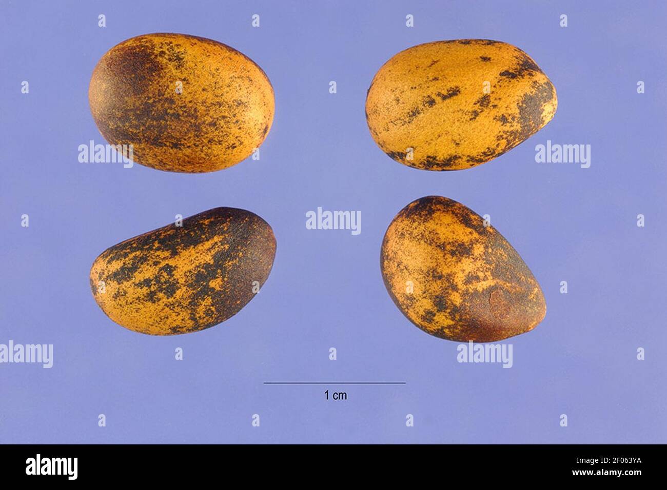 Pinus edulis seeds Stock Photo - Alamy