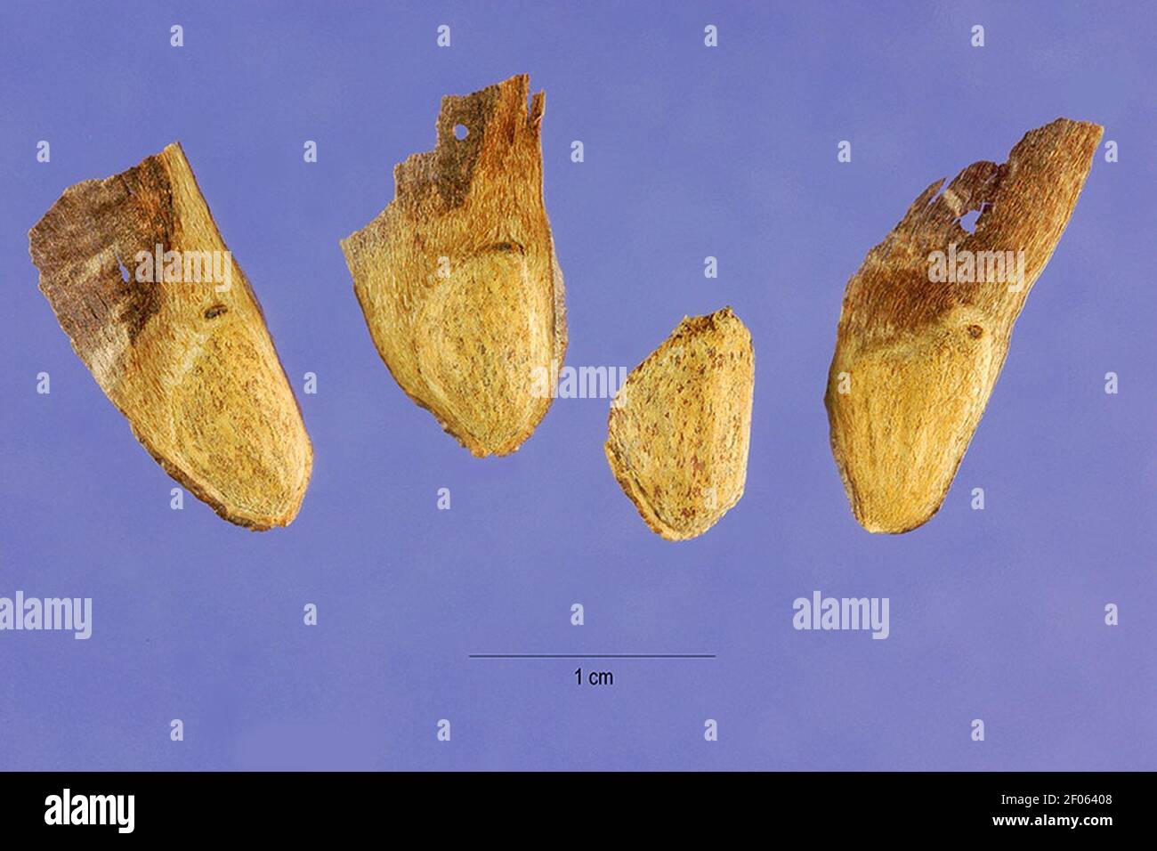 Pinus palustris seeds Stock Photo - Alamy