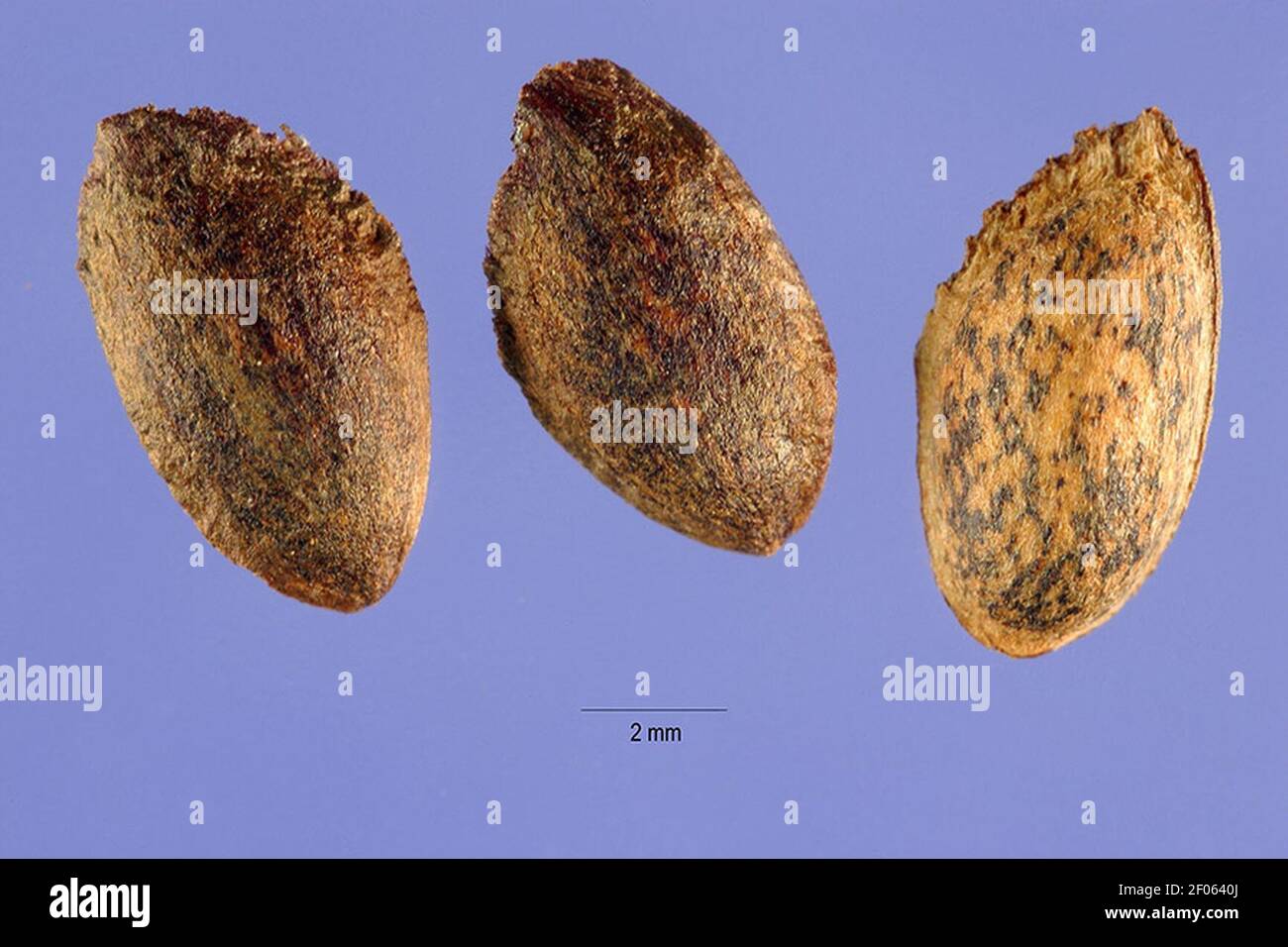 Pinus strobus seeds hi-res stock photography and images - Alamy