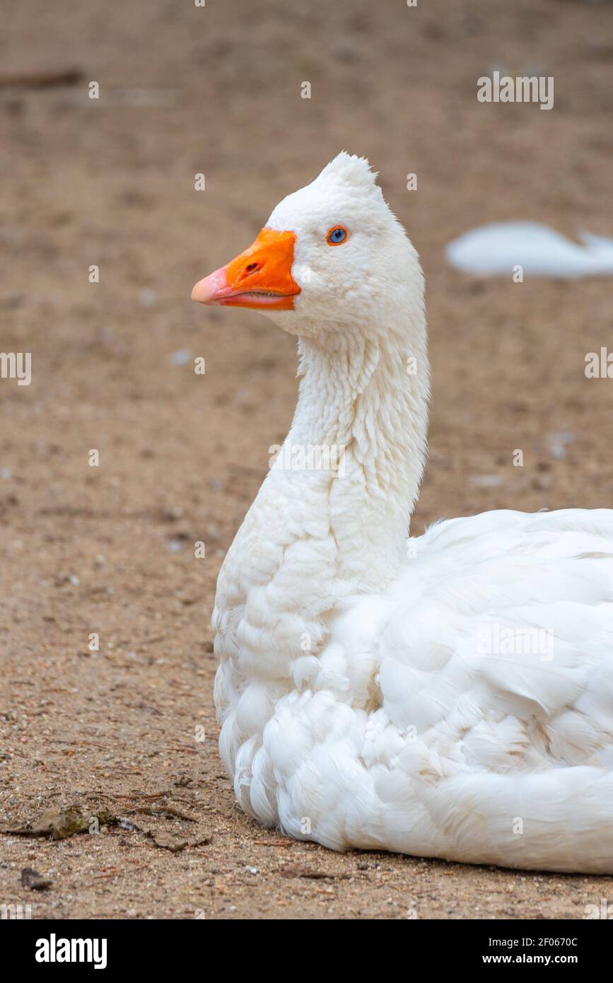 White goose sitting on the ground Stock Photo - Alamy