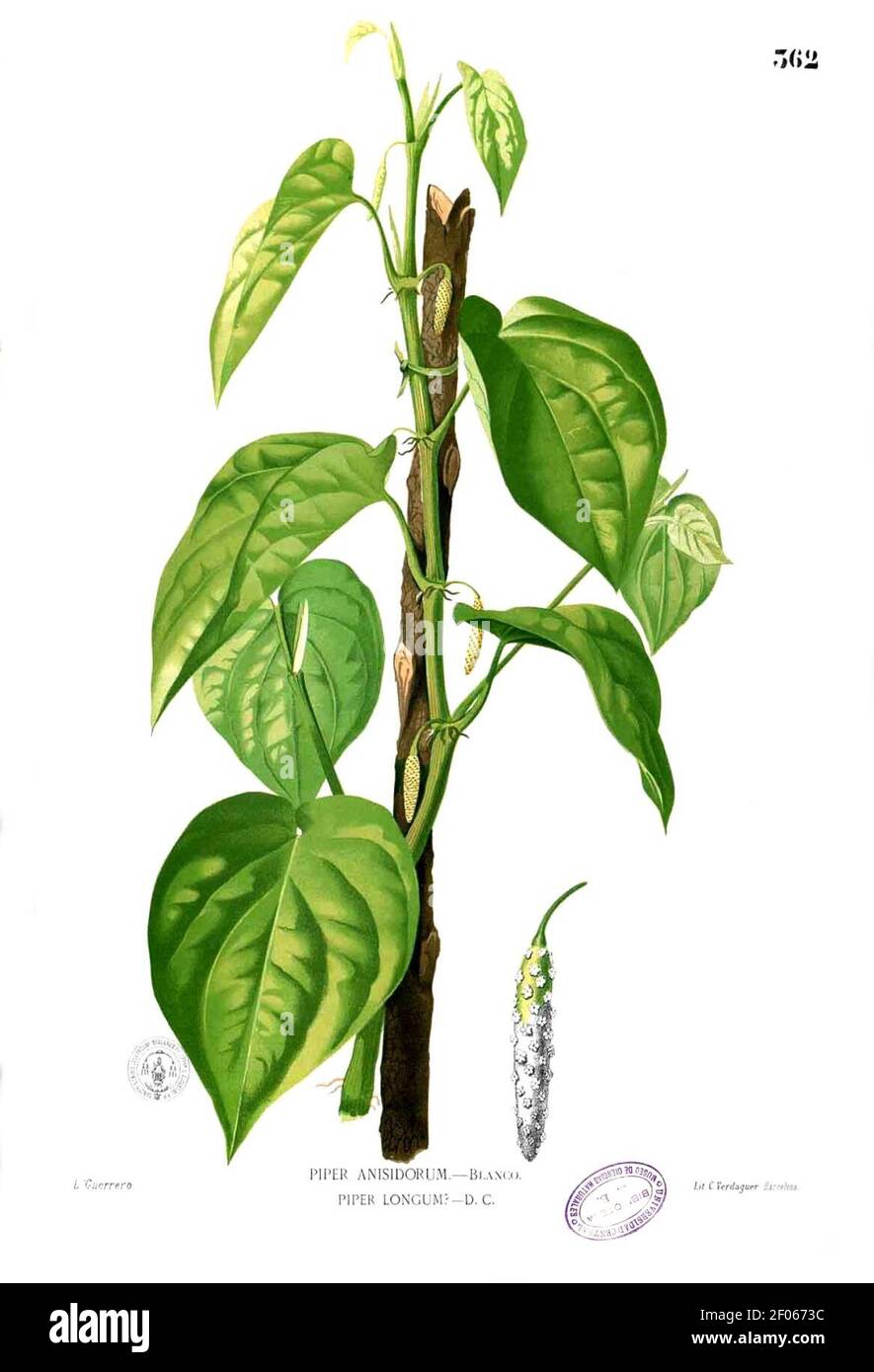 Piper sp hi-res stock photography and images - Alamy