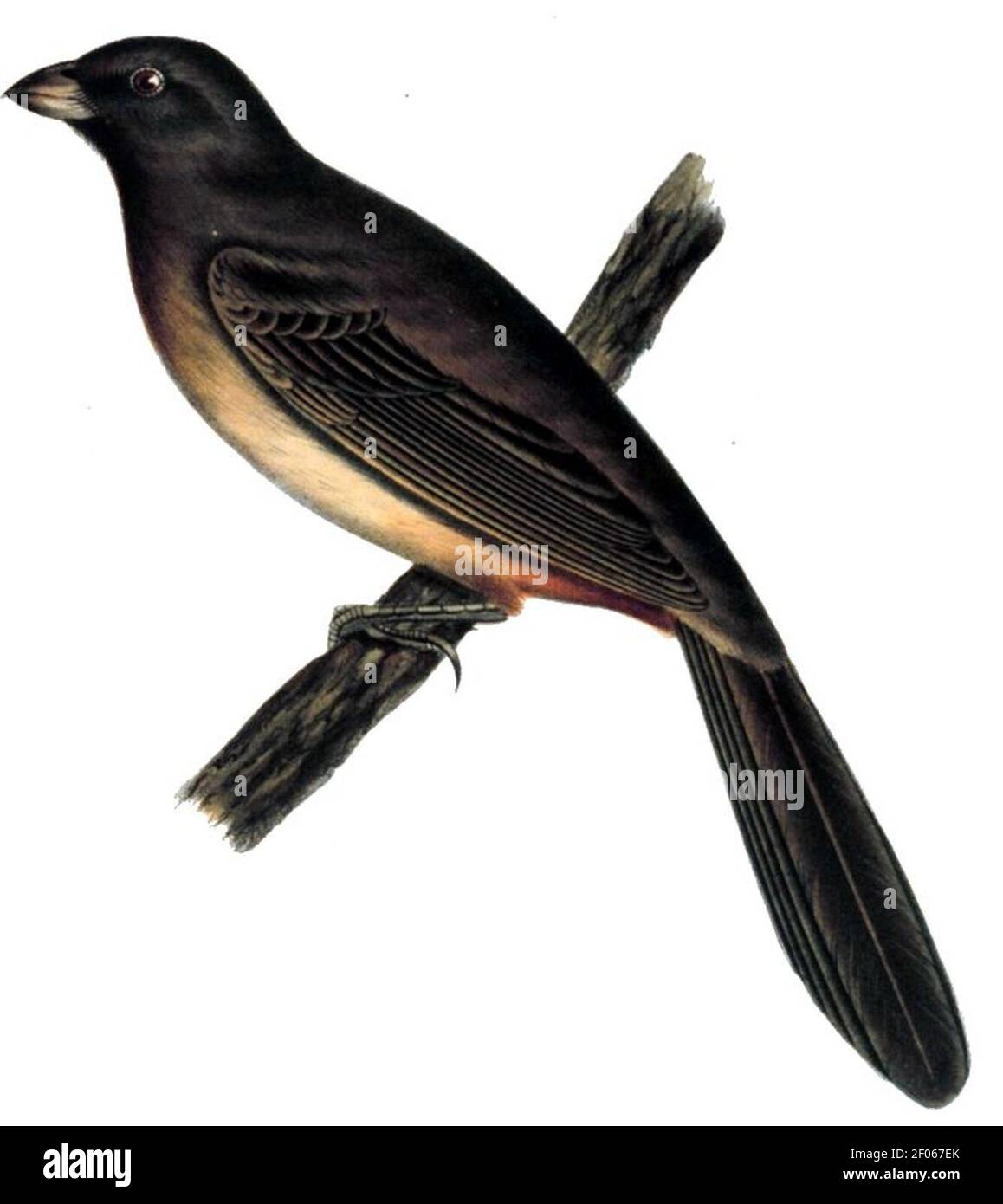 Pipilo Cut Out Stock Images & Pictures - Alamy