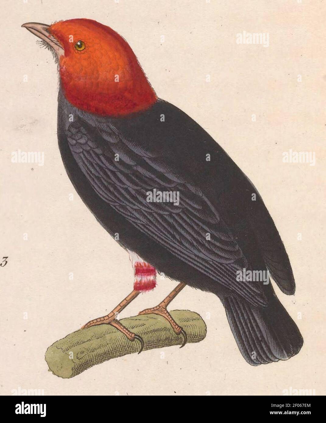 Pipra hi-res stock photography and images - Alamy