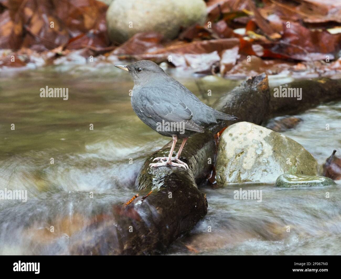 American dipper underwater hi-res stock photography and images - Alamy