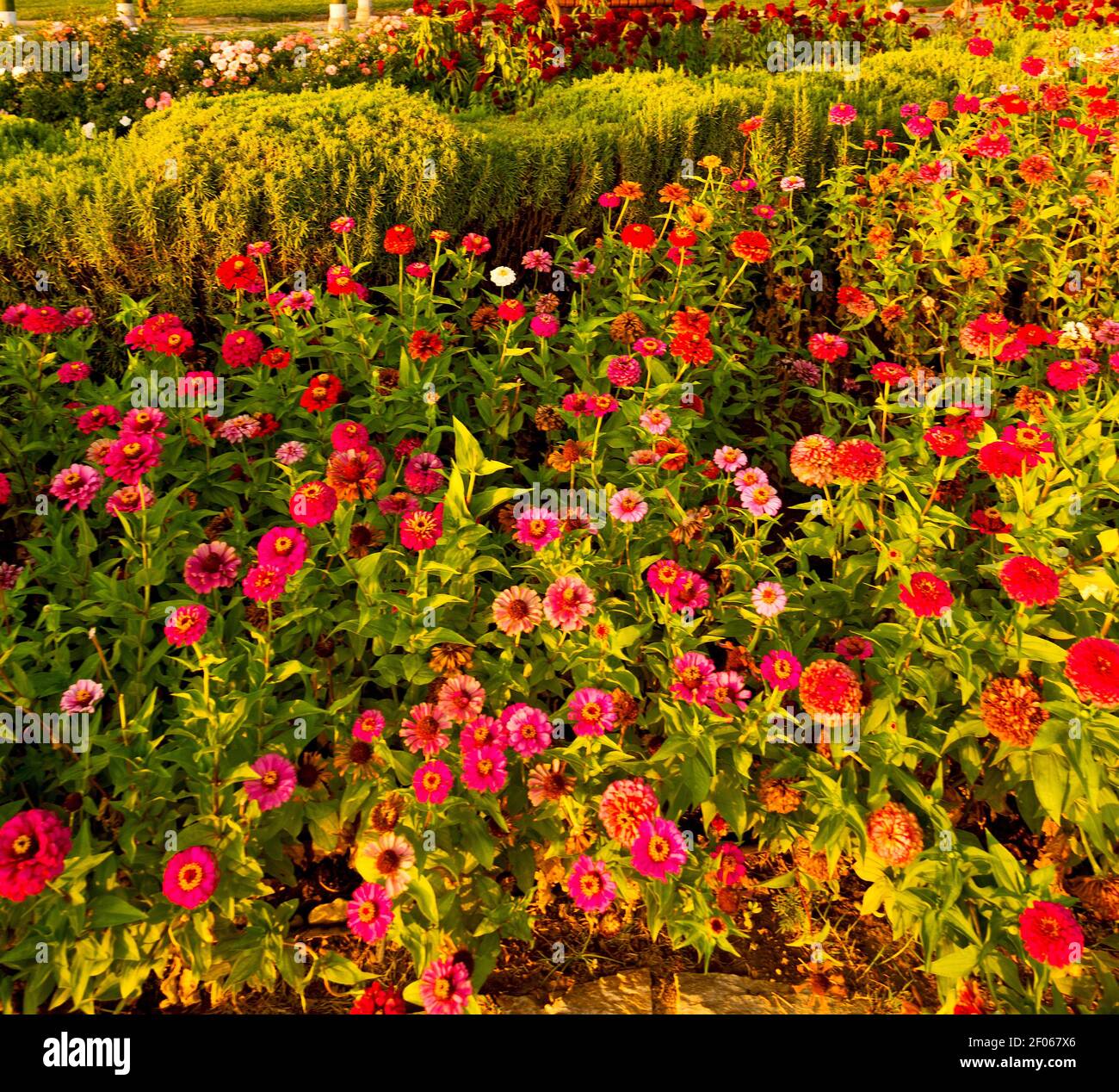 Olf colors garden in pamukkale turkey trees and flower and the sky ...