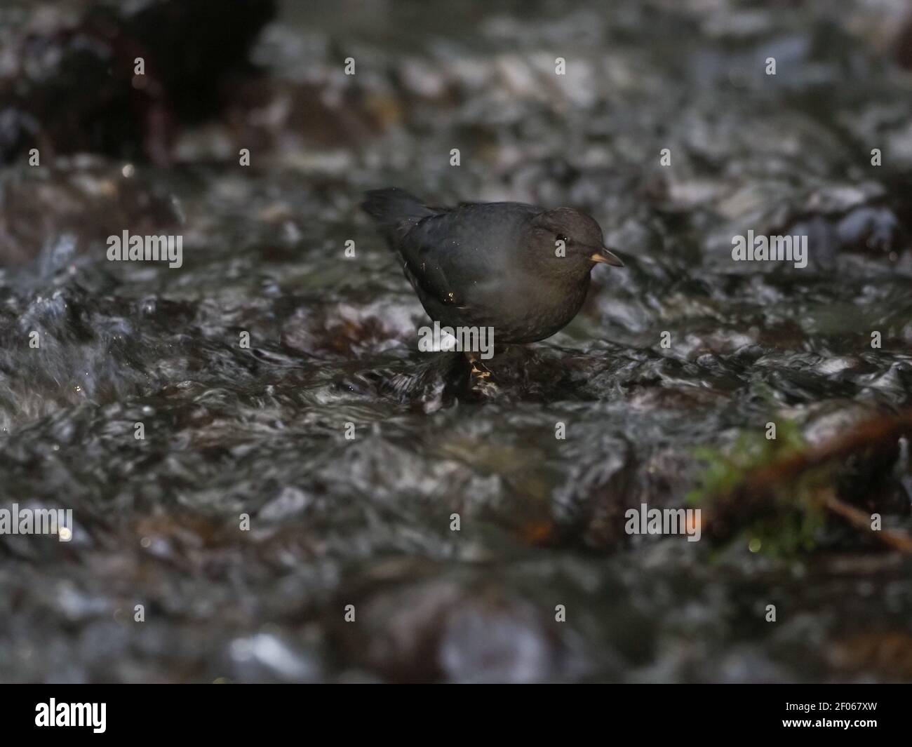 American dipper underwater hi-res stock photography and images - Alamy