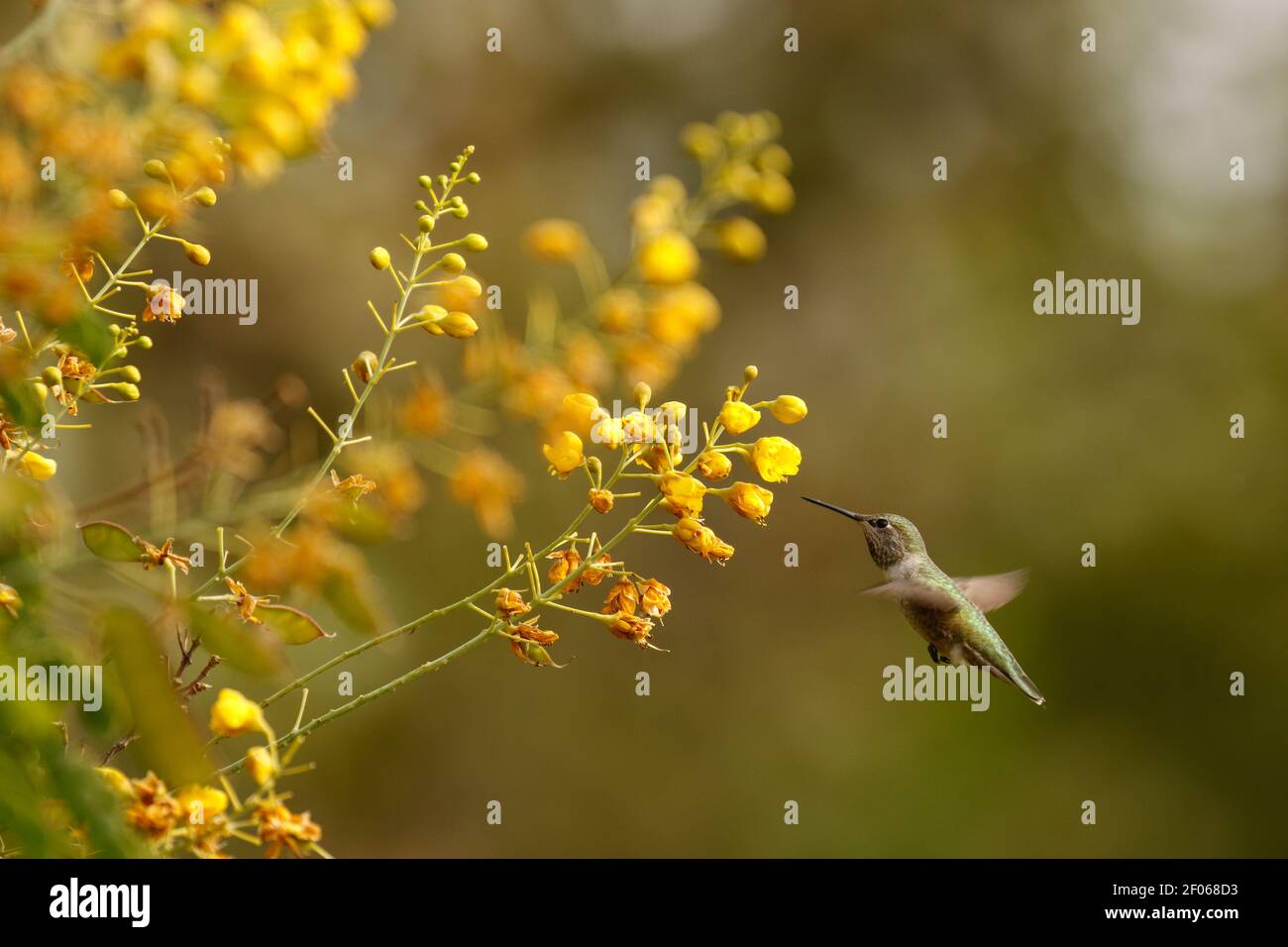 Caprimulgiformes order hi-res stock photography and images - Alamy