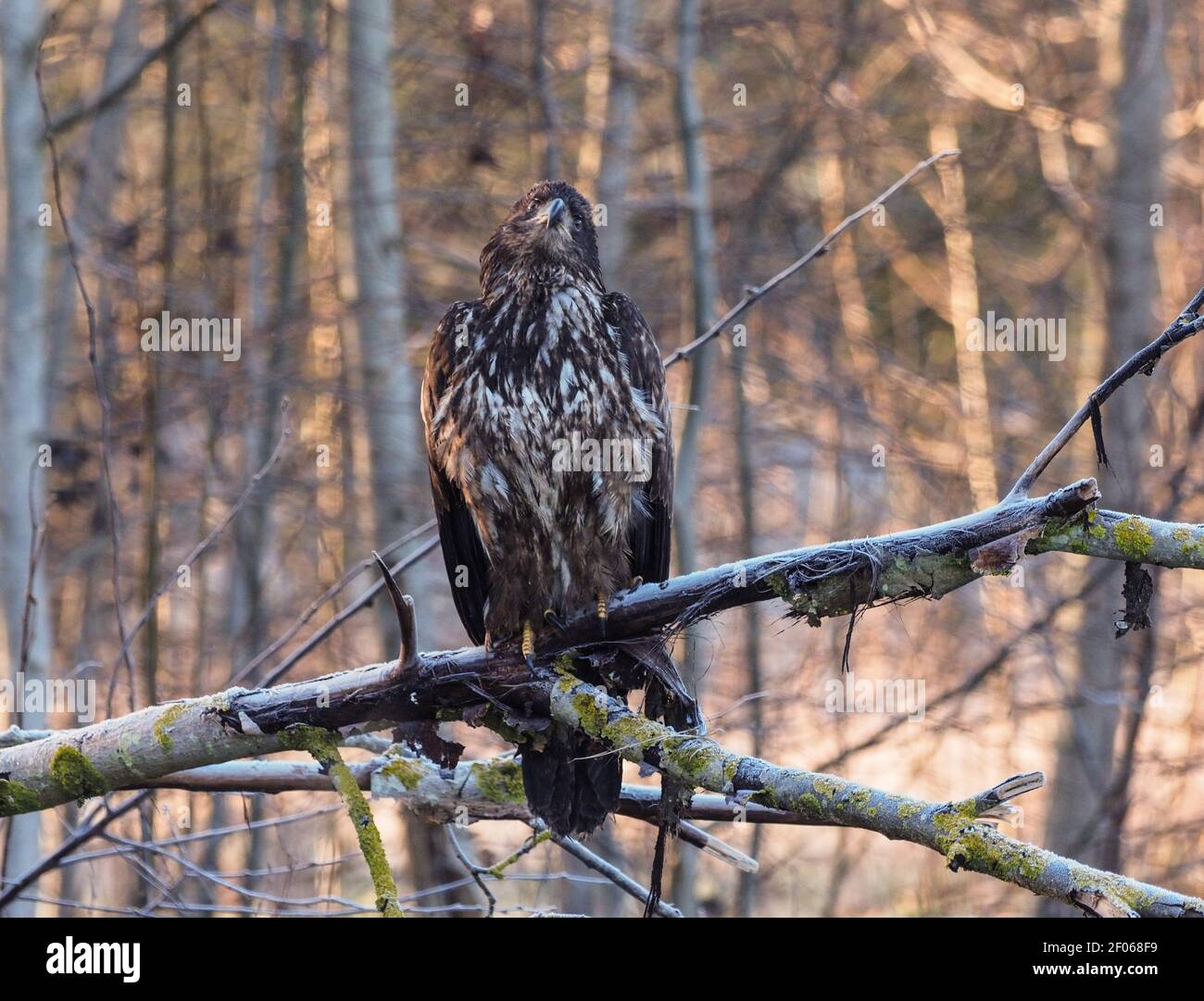 Bald eagle in the forest hi-res stock photography and images - Alamy