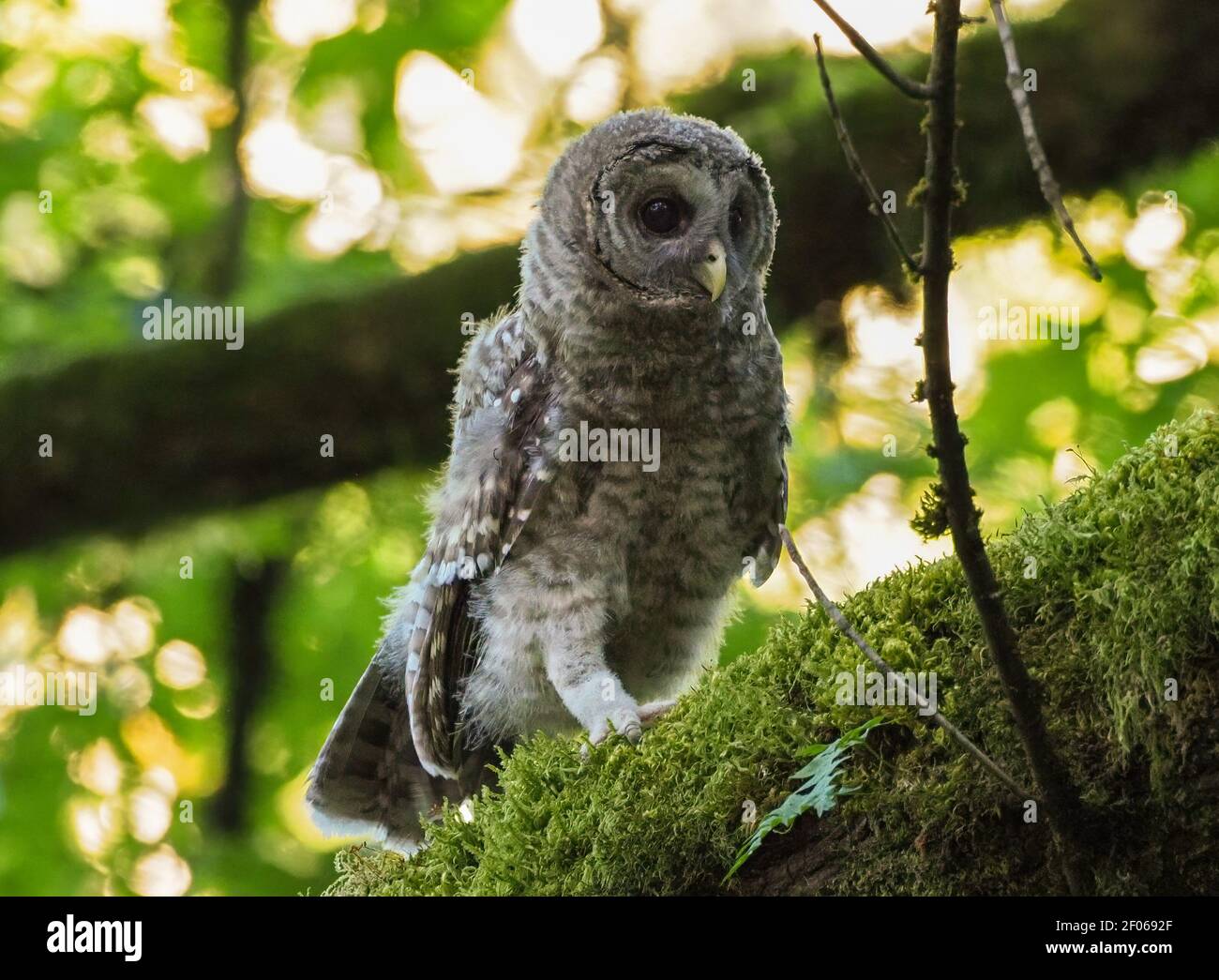 Juvenile spotted owl hi-res stock photography and images - Alamy
