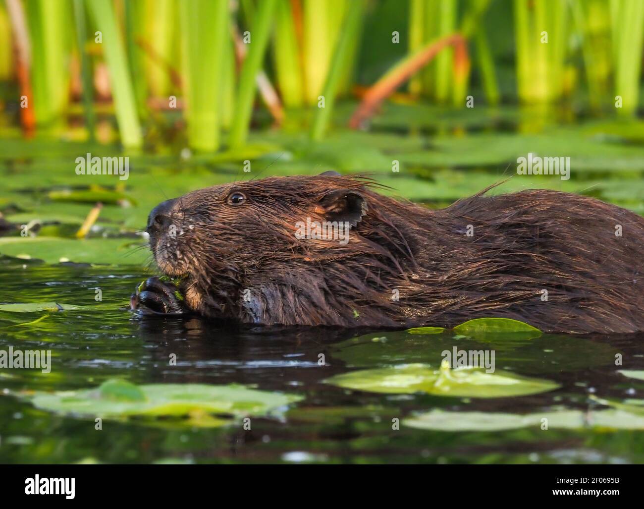 North American beaver eating some lilies in the Sammamish River ...