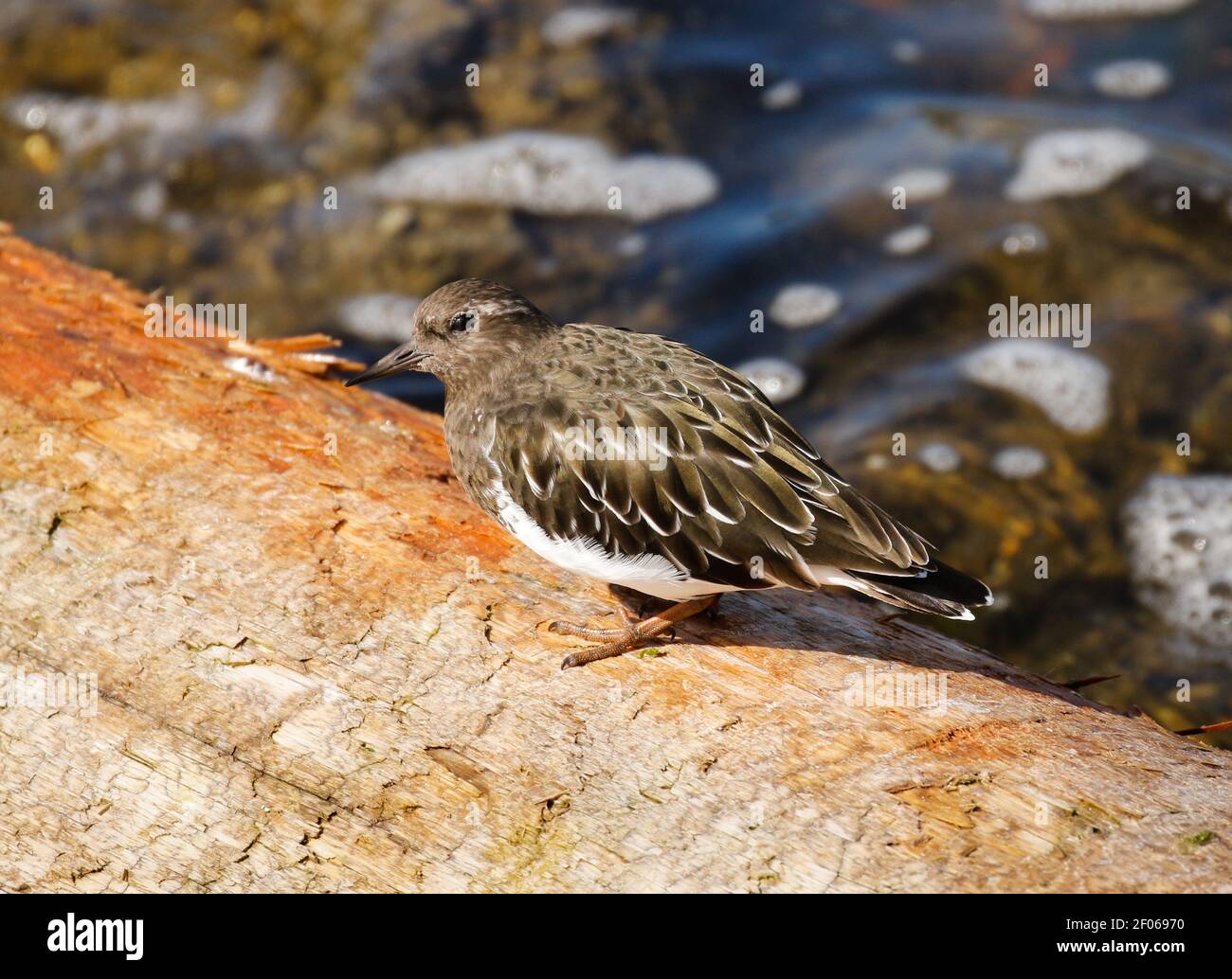 Black turnstone hi-res stock photography and images - Alamy