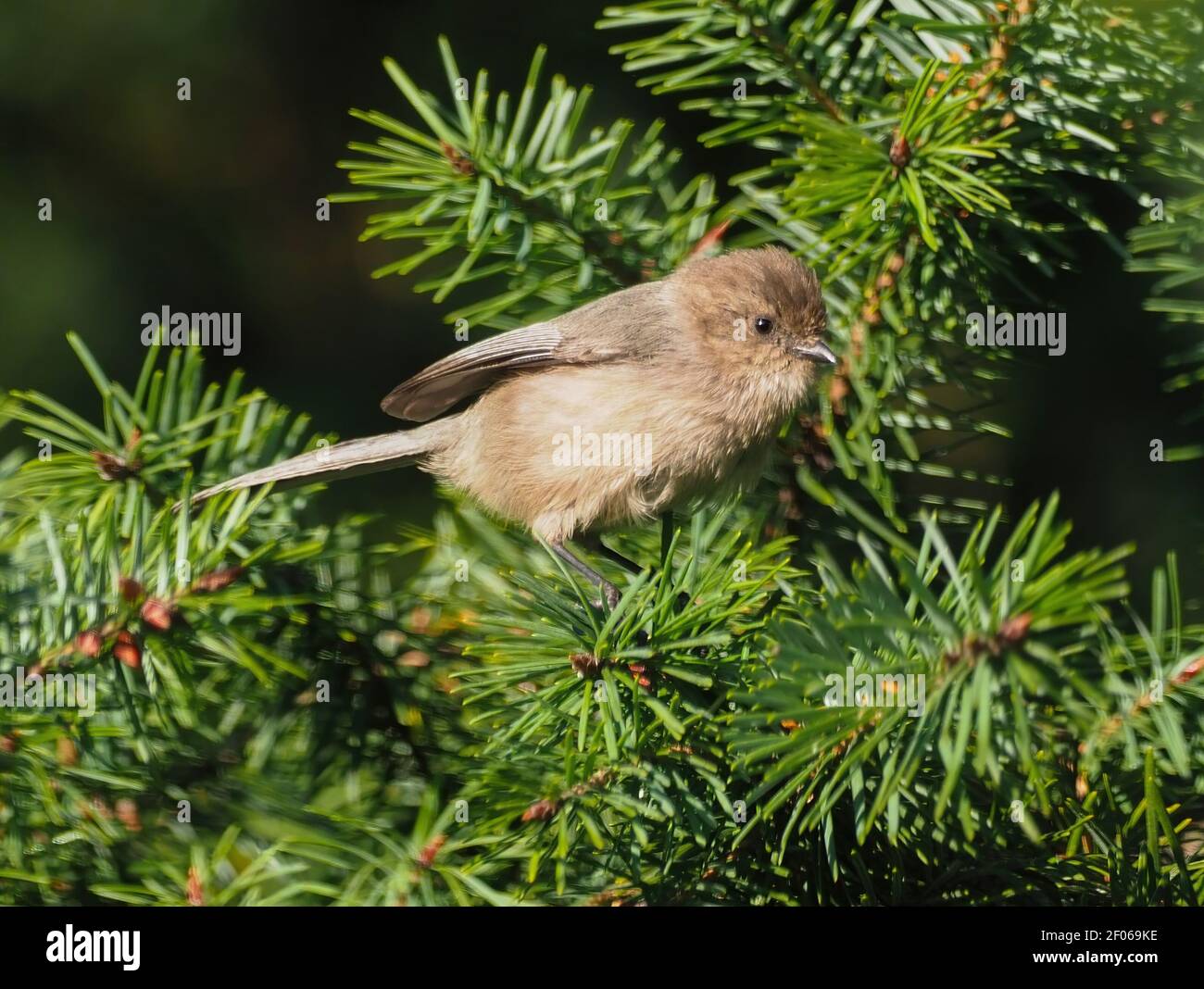 Fir eater hi-res stock photography and images - Alamy