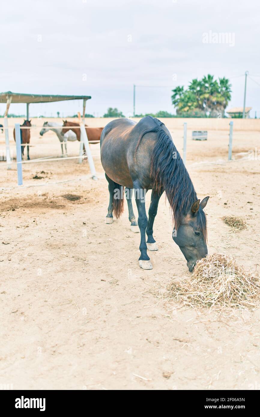 Adorable horse at the farm Stock Photo - Alamy