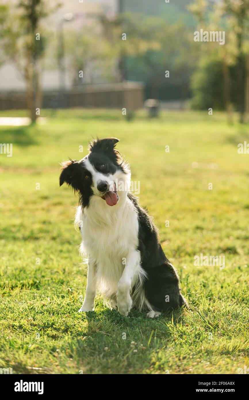 Adorable fluffy Border Collie dog sitting with tongue out in grass in ...